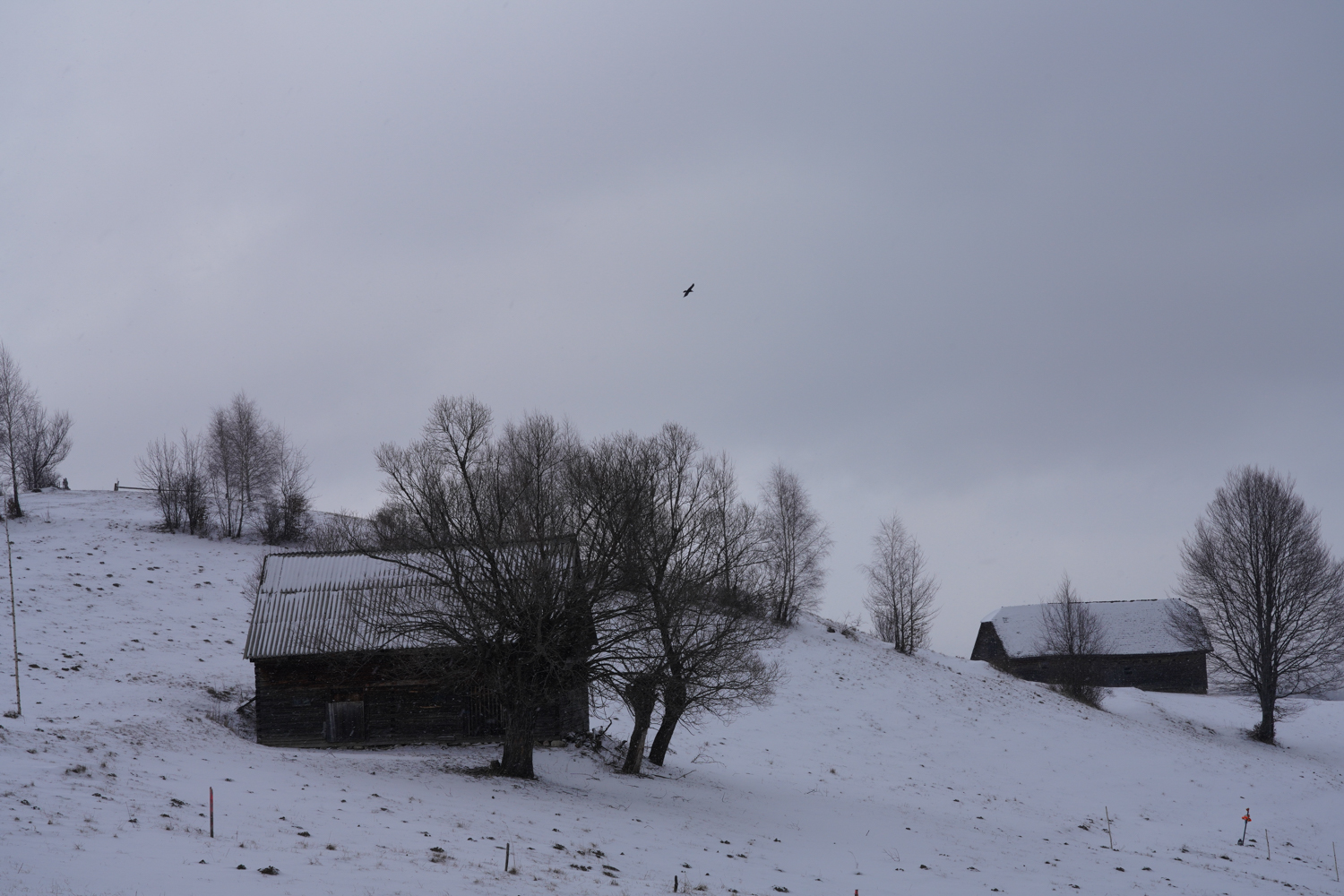 v32_5080_ Simon_Brasov_Romania 2022 - PhotoMuse Stock photo