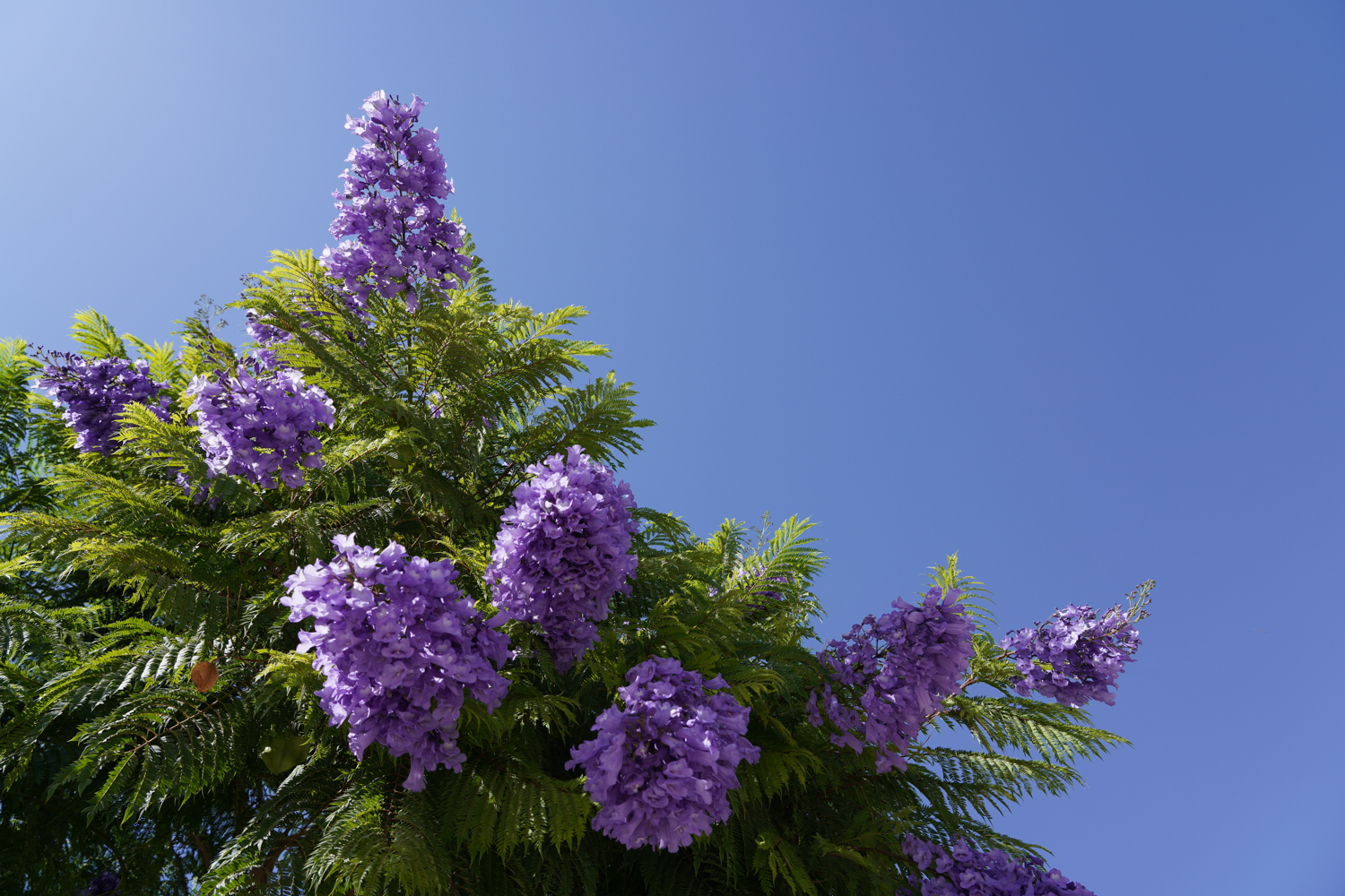 v42_579_Jordan stock photo_Petra_flowers - PhotoMuse